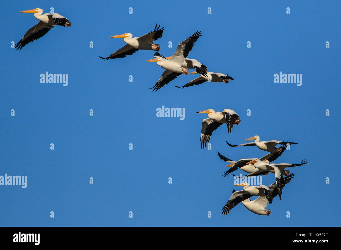 Migration of American white pelicans in flight over lakes and ...