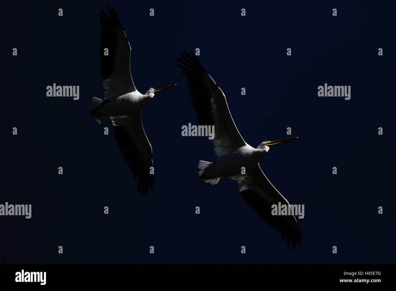 Migration of American white pelicans in flight over lakes and ...
