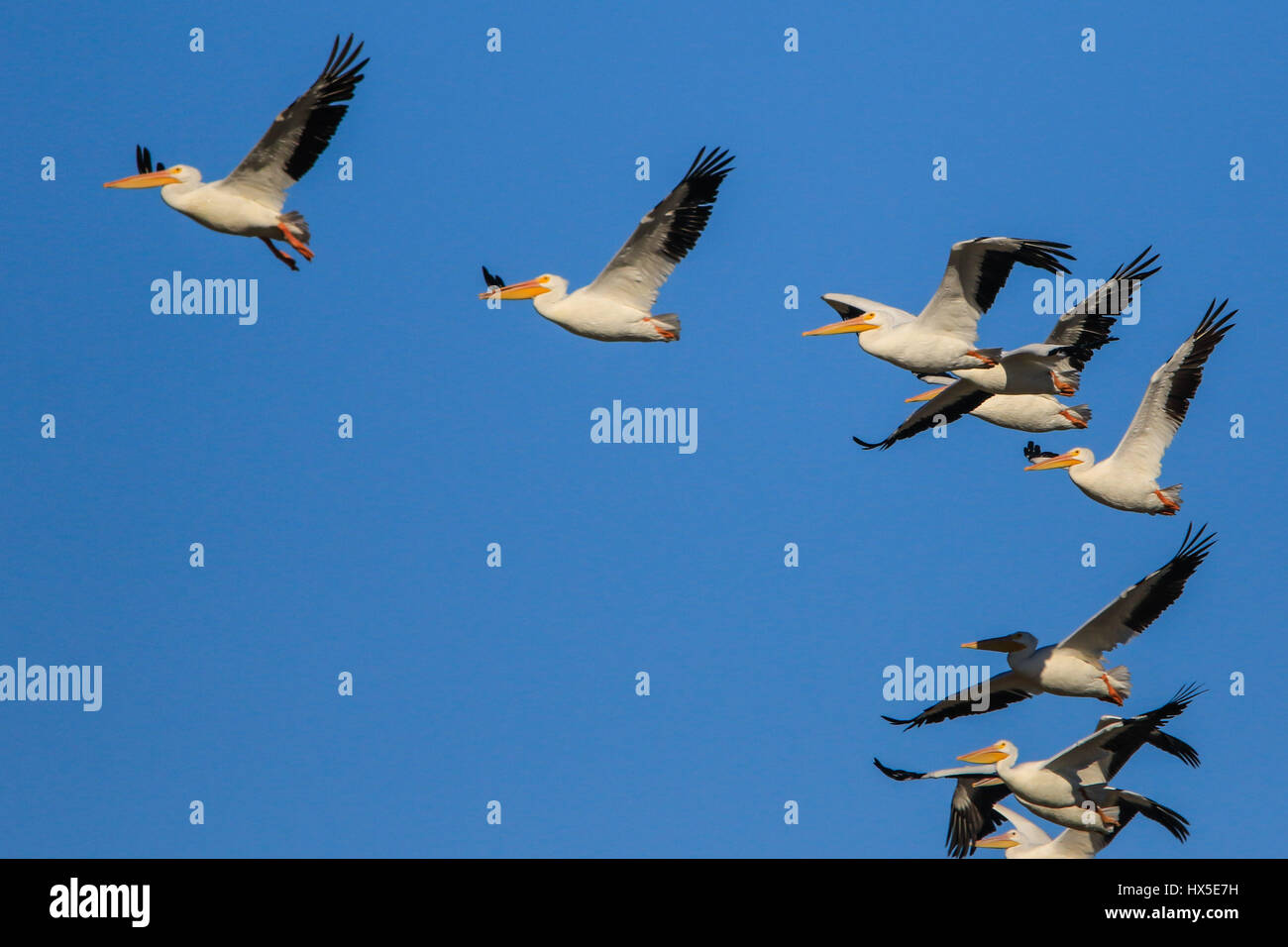 Migration of American white pelicans in flight over lakes and ...