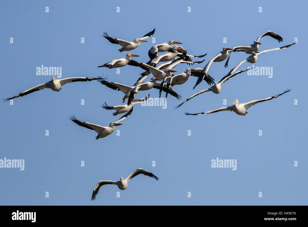 Migration of American white pelicans in flight over lakes and ...