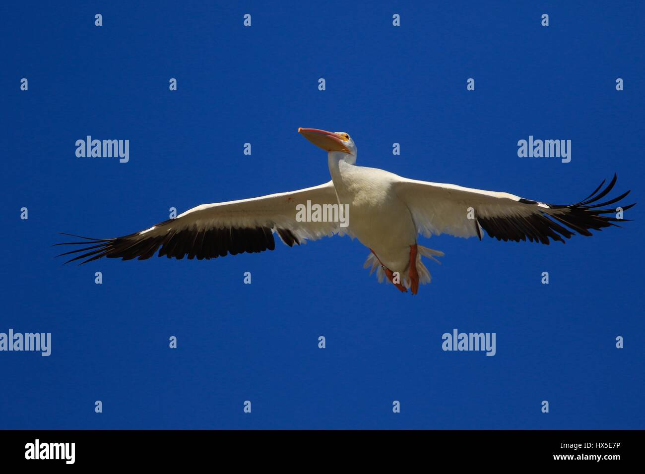 Migration of American white pelicans in flight over lakes and ...