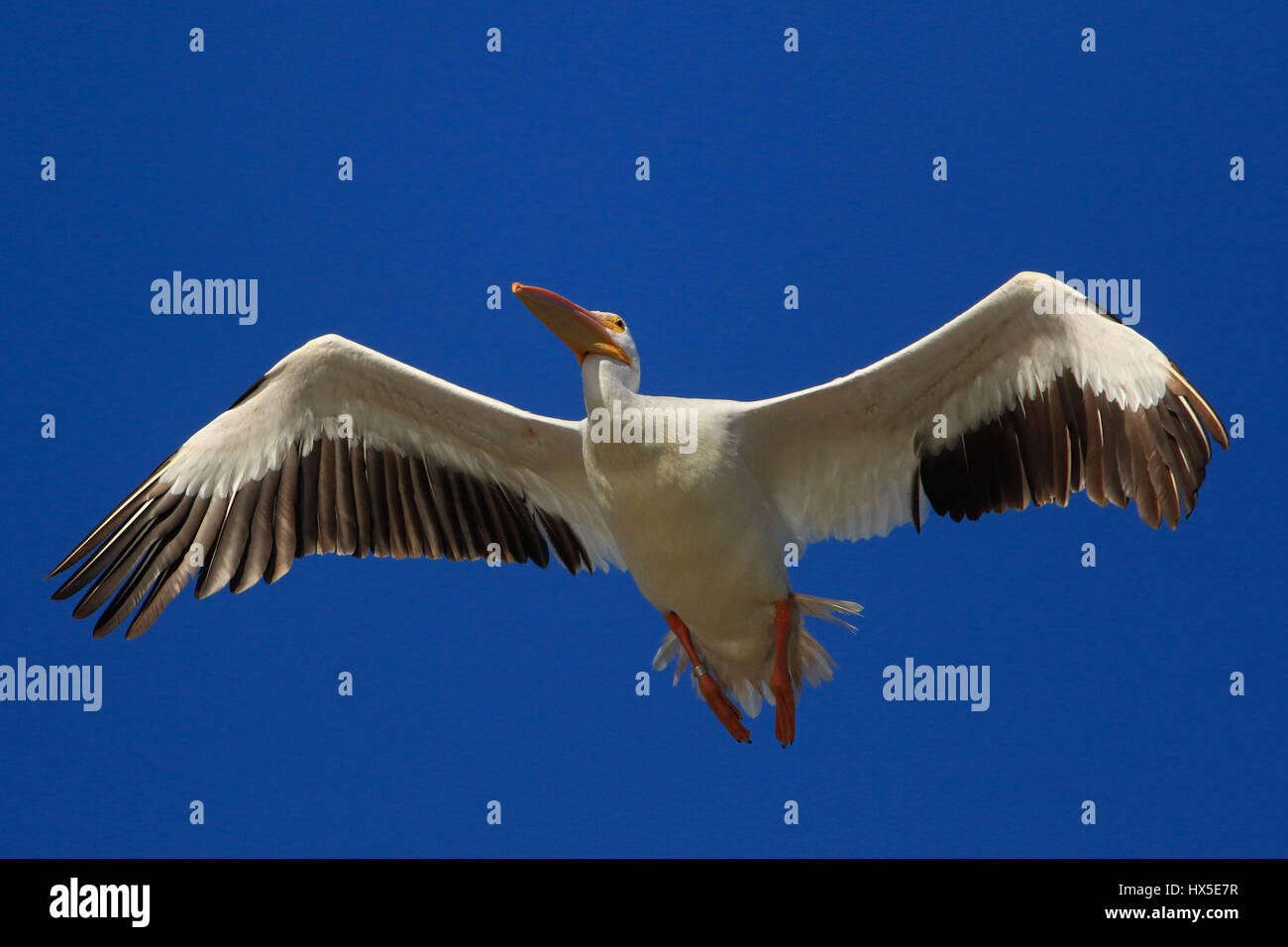 Migration of American white pelicans in flight over lakes and ...