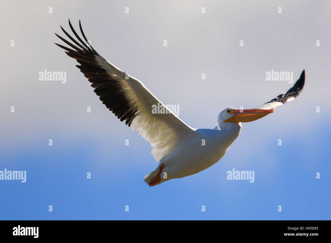 Migration of American white pelicans in flight over lakes and ...