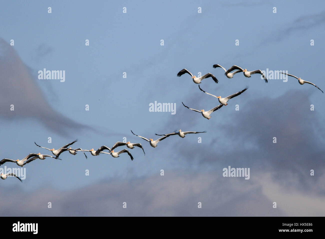 Migration of American white pelicans in flight over lakes and ...