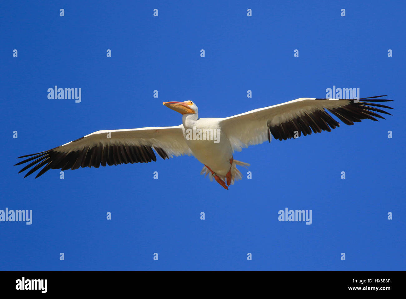 Migration of American white pelicans in flight over lakes and ...
