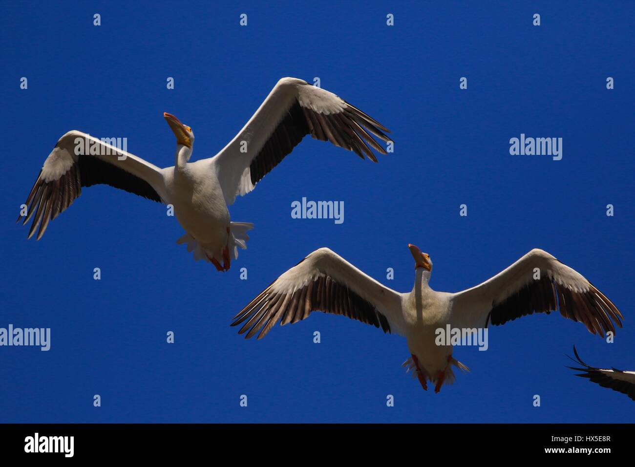 Migration of American white pelicans in flight over lakes and ...
