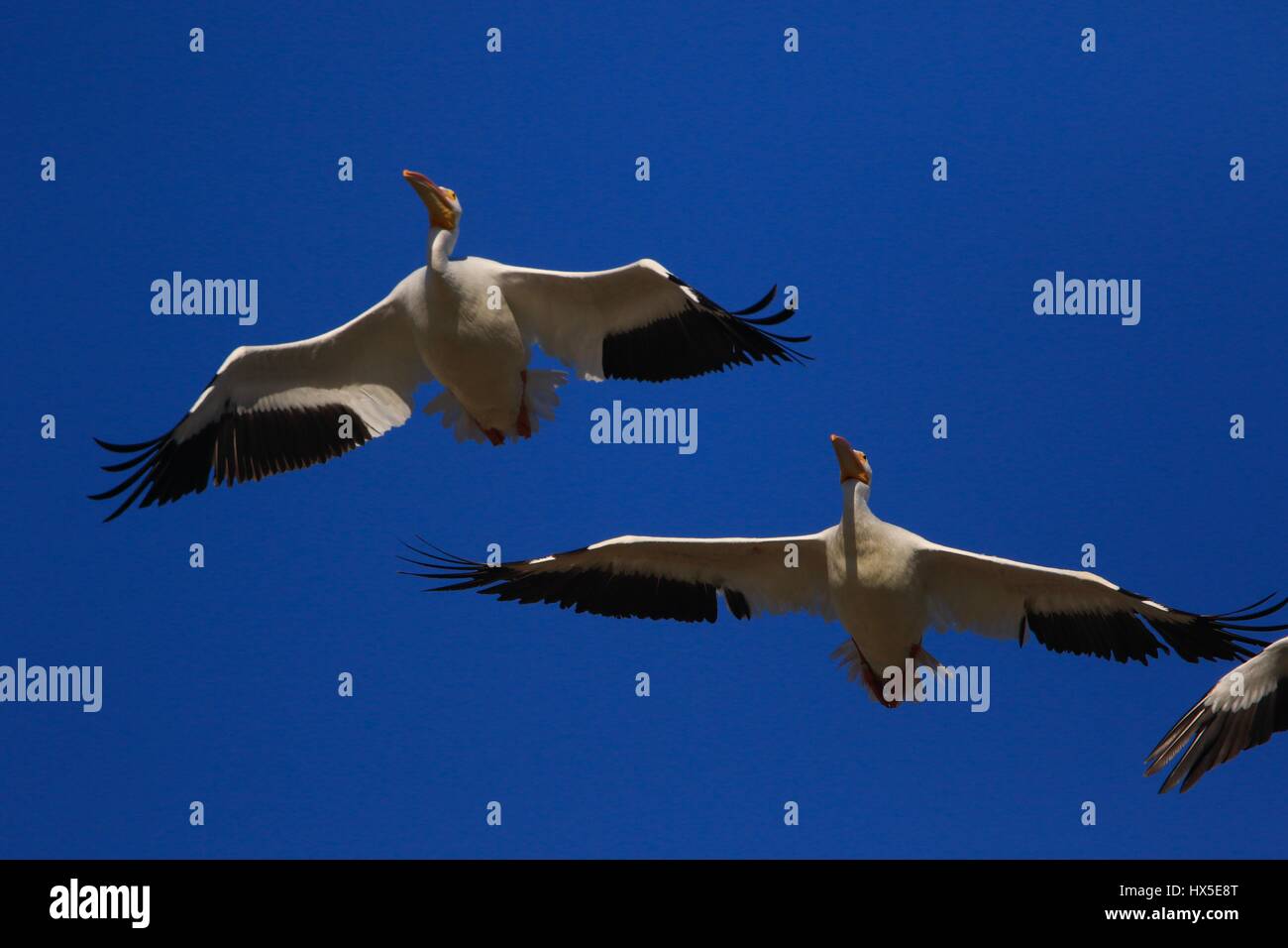 Migration of American white pelicans in flight over lakes and ...
