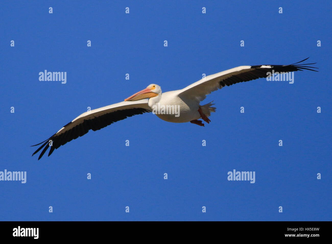 Migration of American white pelicans in flight over lakes and ...