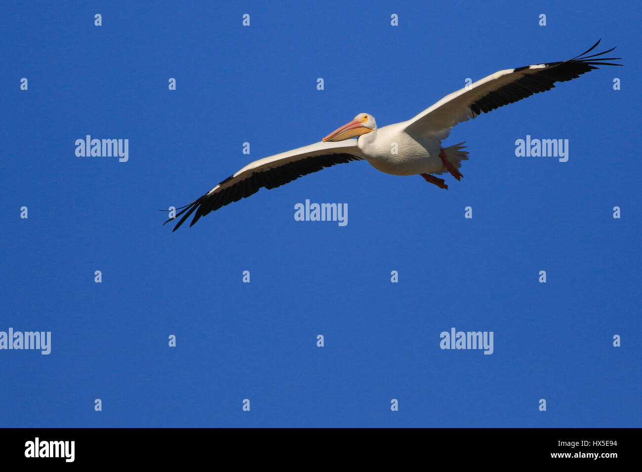 Migration of American white pelicans in flight over lakes and ...