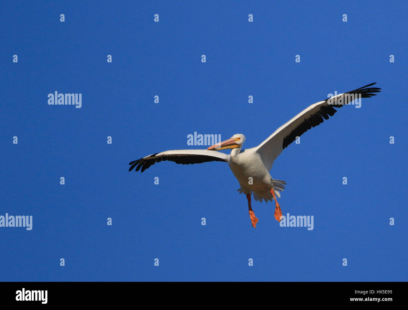 Migration of American white pelicans in flight over lakes and ...
