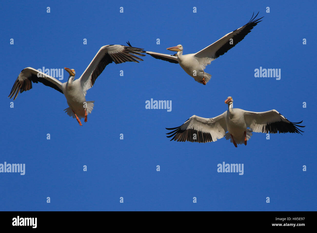 Migration of American white pelicans in flight over lakes and ...