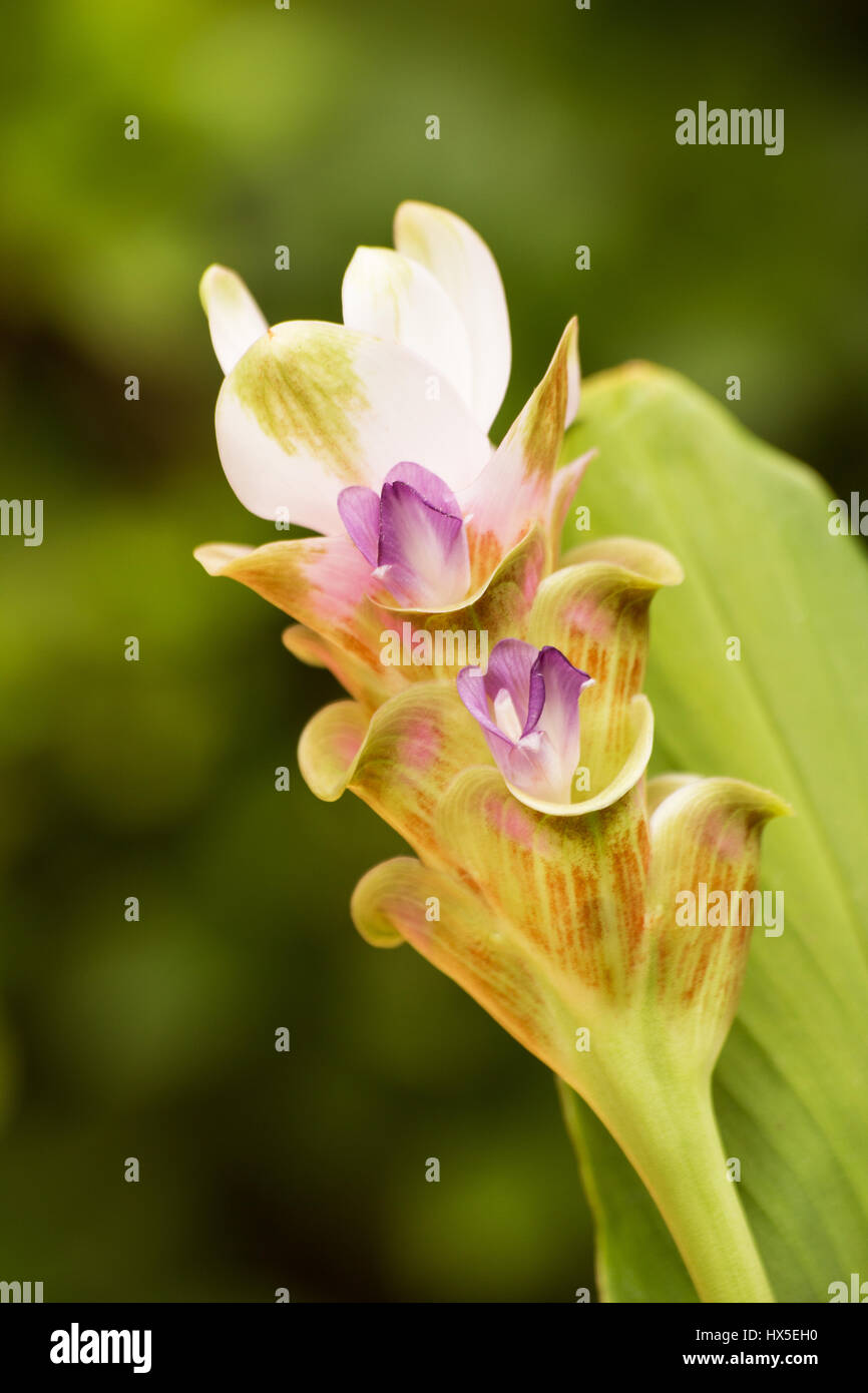 Curcuma longa hi-res stock photography and images - Alamy