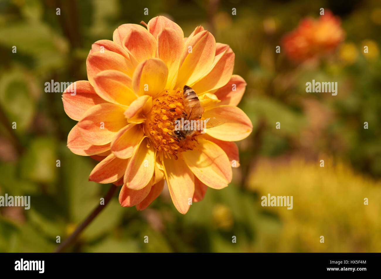 Orange flower with bee up close, bee drinking flower nectar. Bee with ...