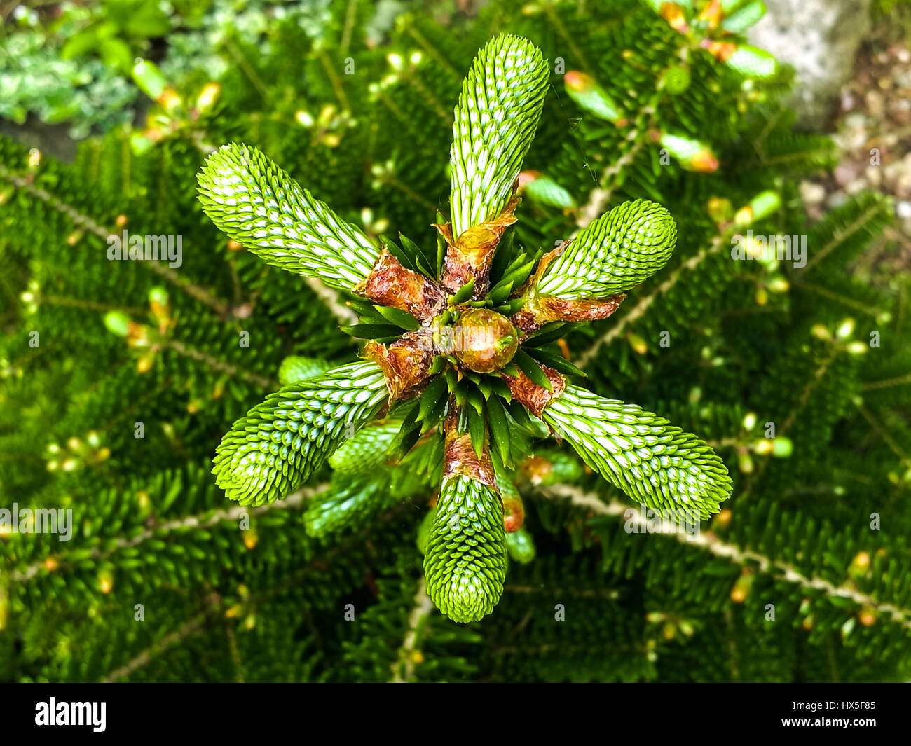 New Cone on a Fir Tree. Close-up stock photo Stock Photo - Alamy