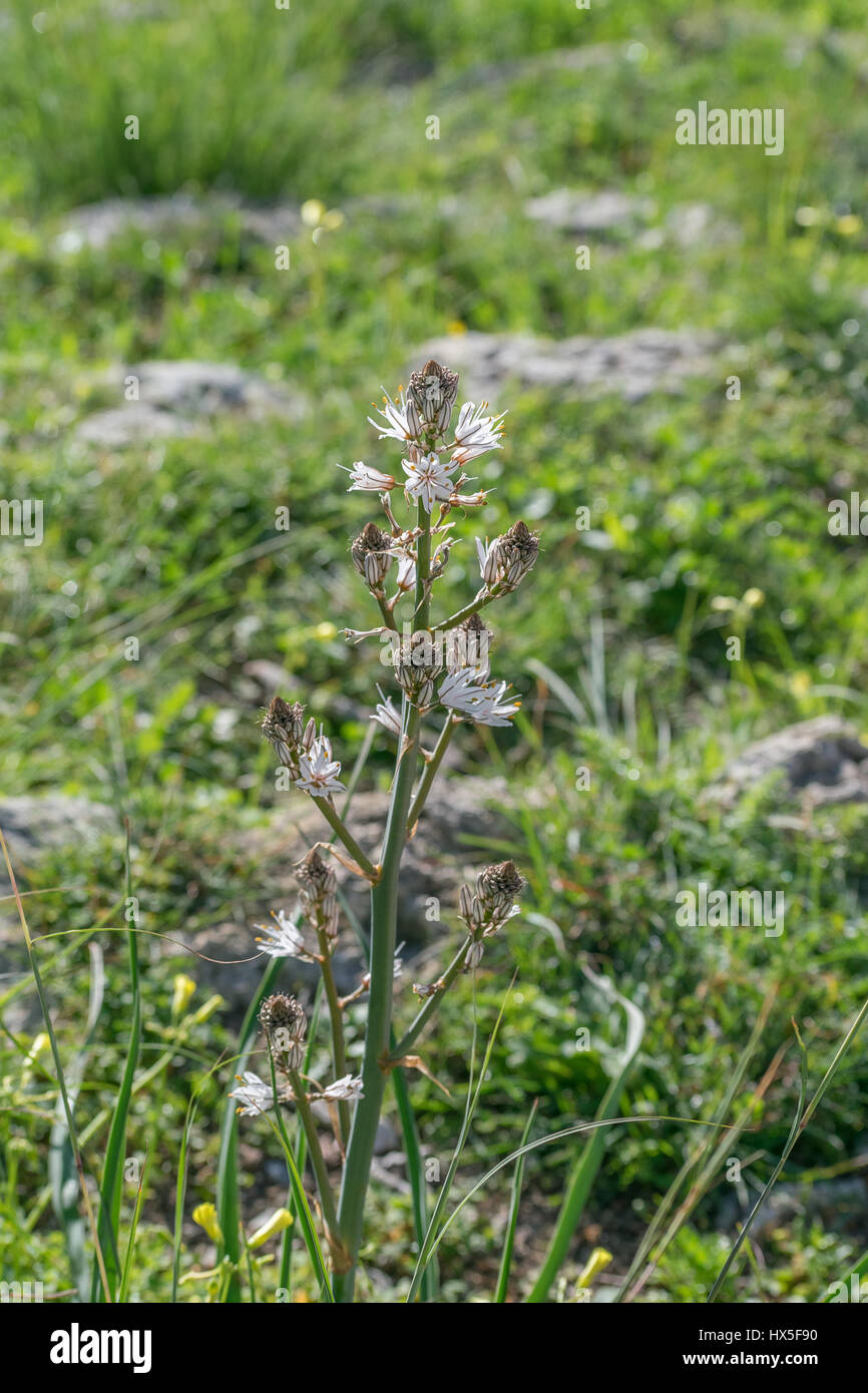 Asphodel plant hi-res stock photography and images - Alamy