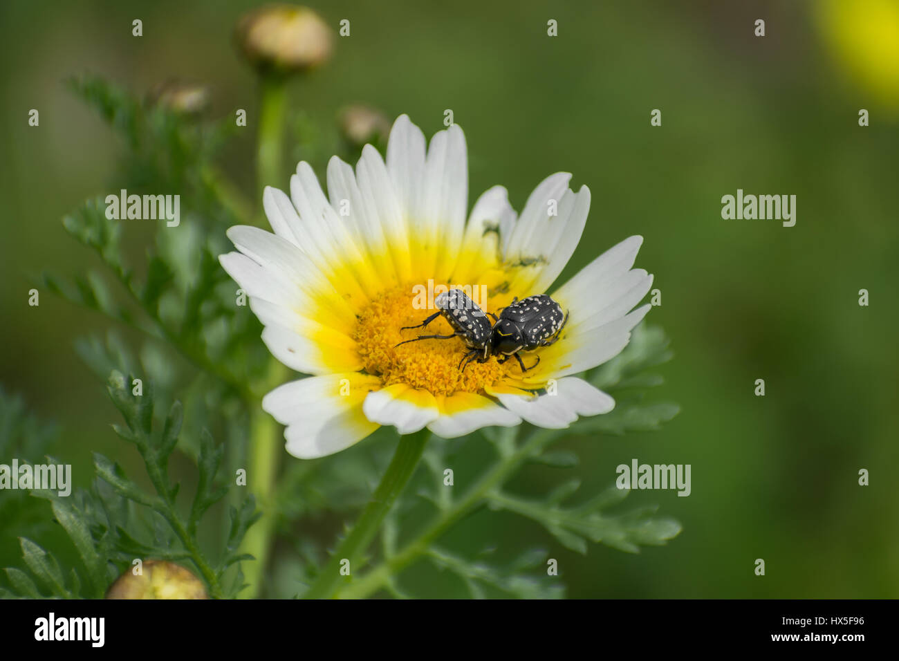 Flower beetles hi-res stock photography and images - Alamy