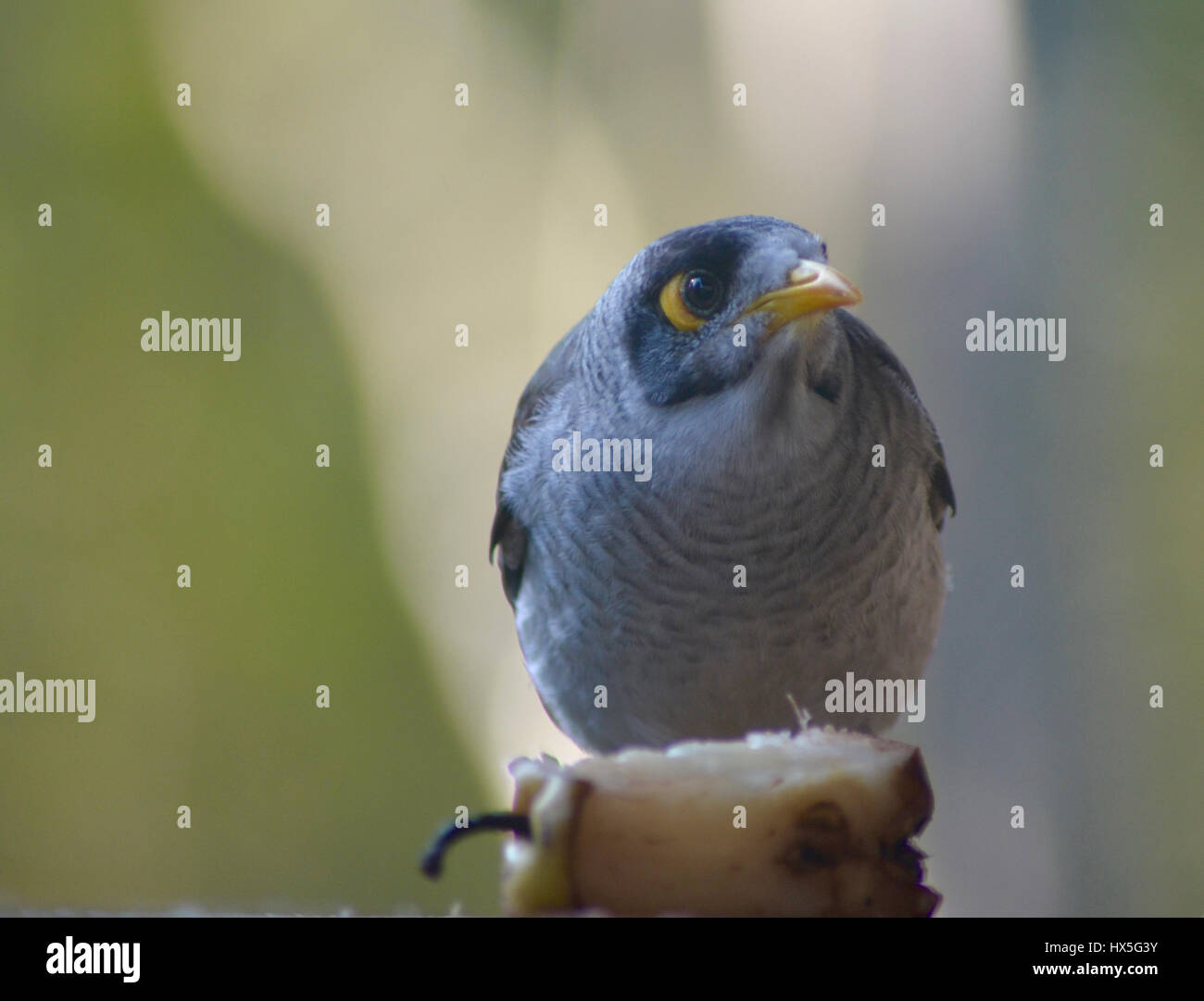 An Australian minor bird eating an apple Stock Photo - Alamy