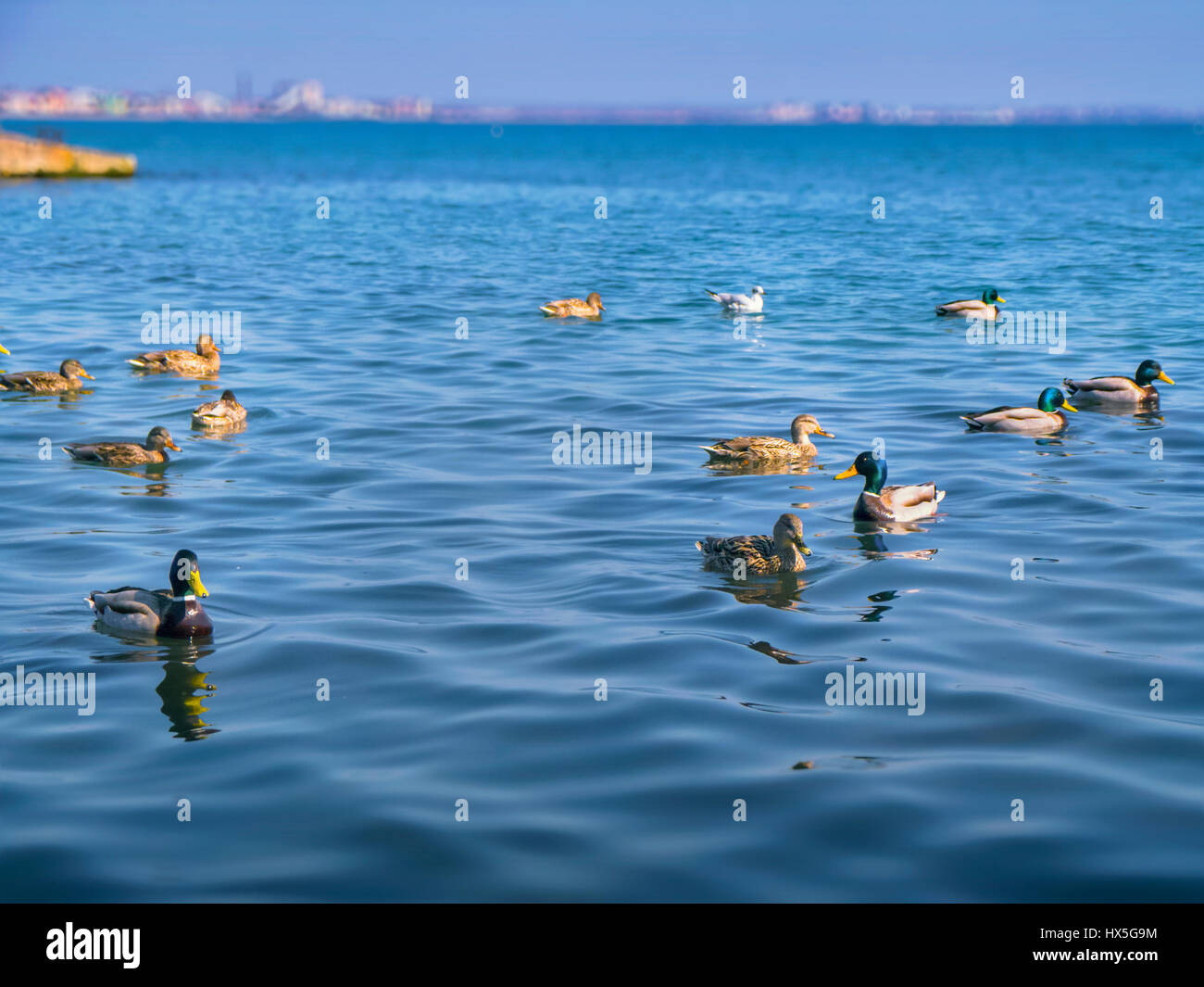 The cute ducks and the seagulls on the sea Stock Photo - Alamy