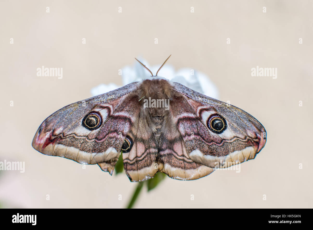 Viennese emperor moth hi-res stock photography and images - Alamy