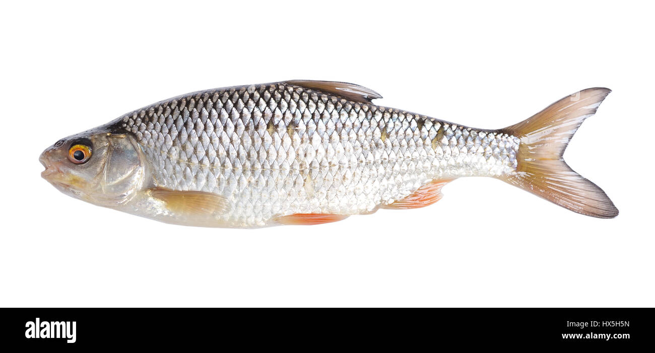 Fish isolated on white background Stock Photo - Alamy