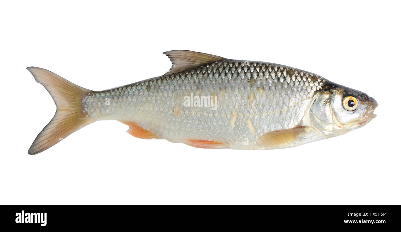 Fish isolated on white background Stock Photo - Alamy