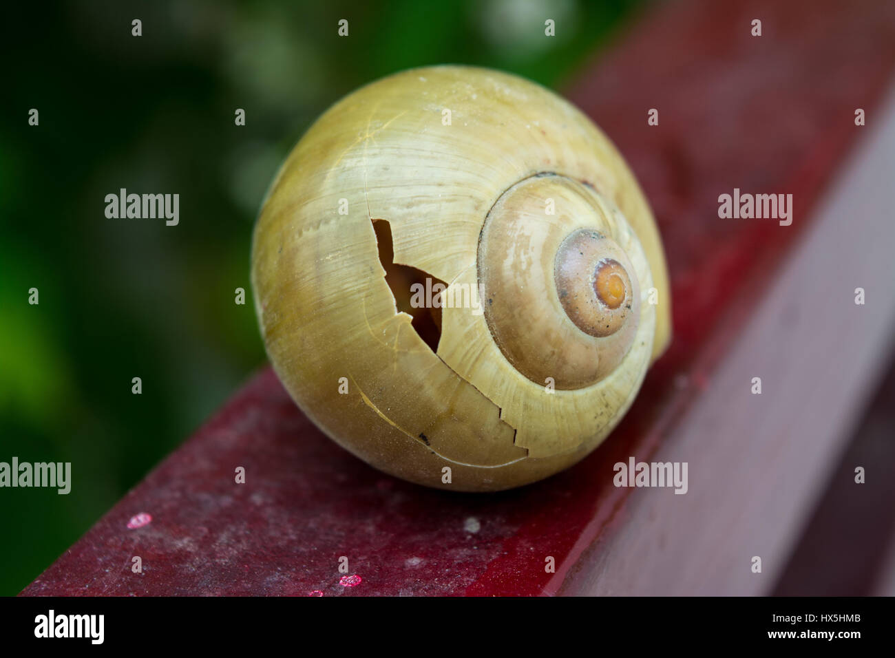 Broken snail shell hi-res stock photography and images - Alamy