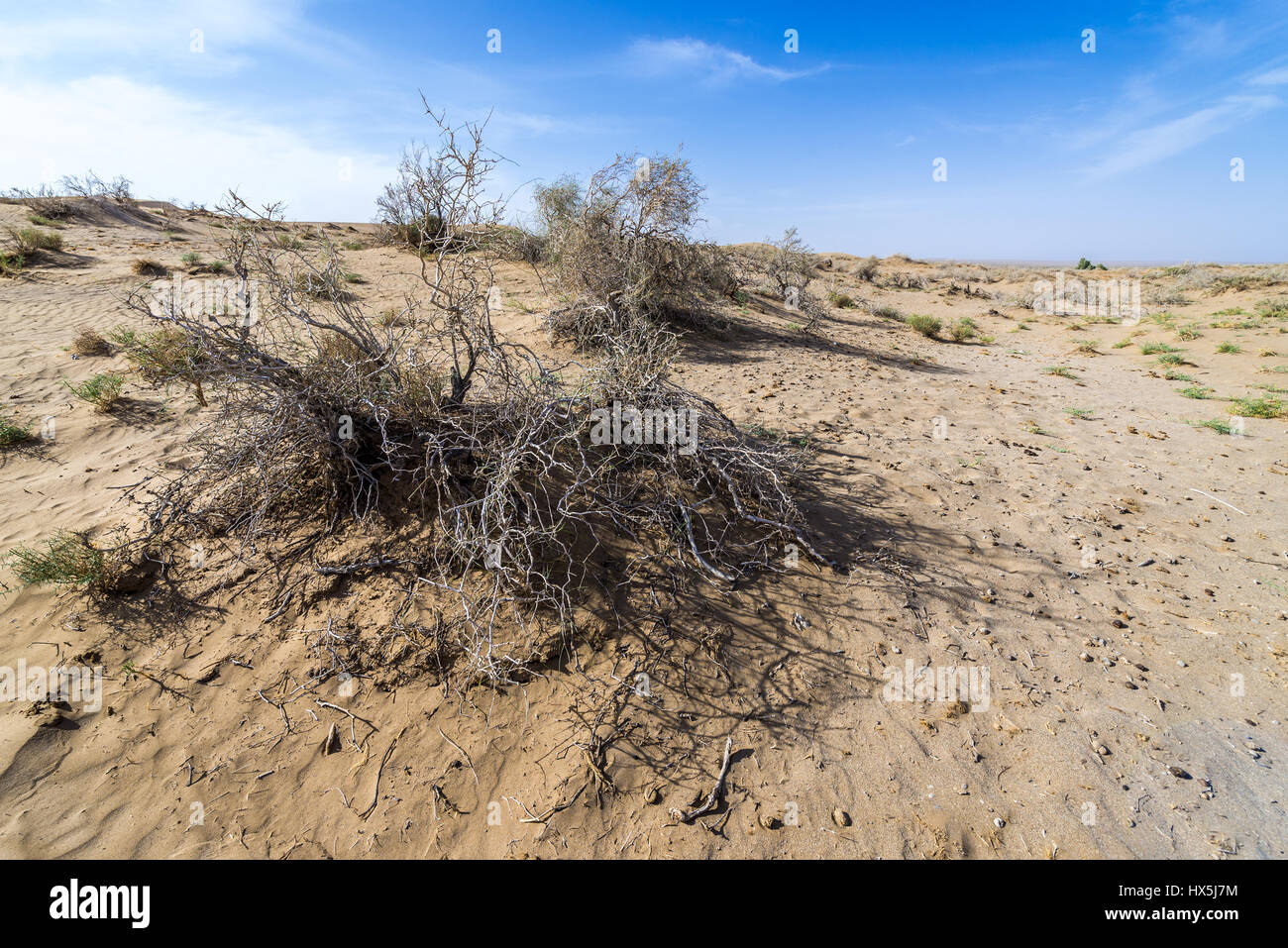 Iran Plant High Resolution Stock Photography and Images - Alamy