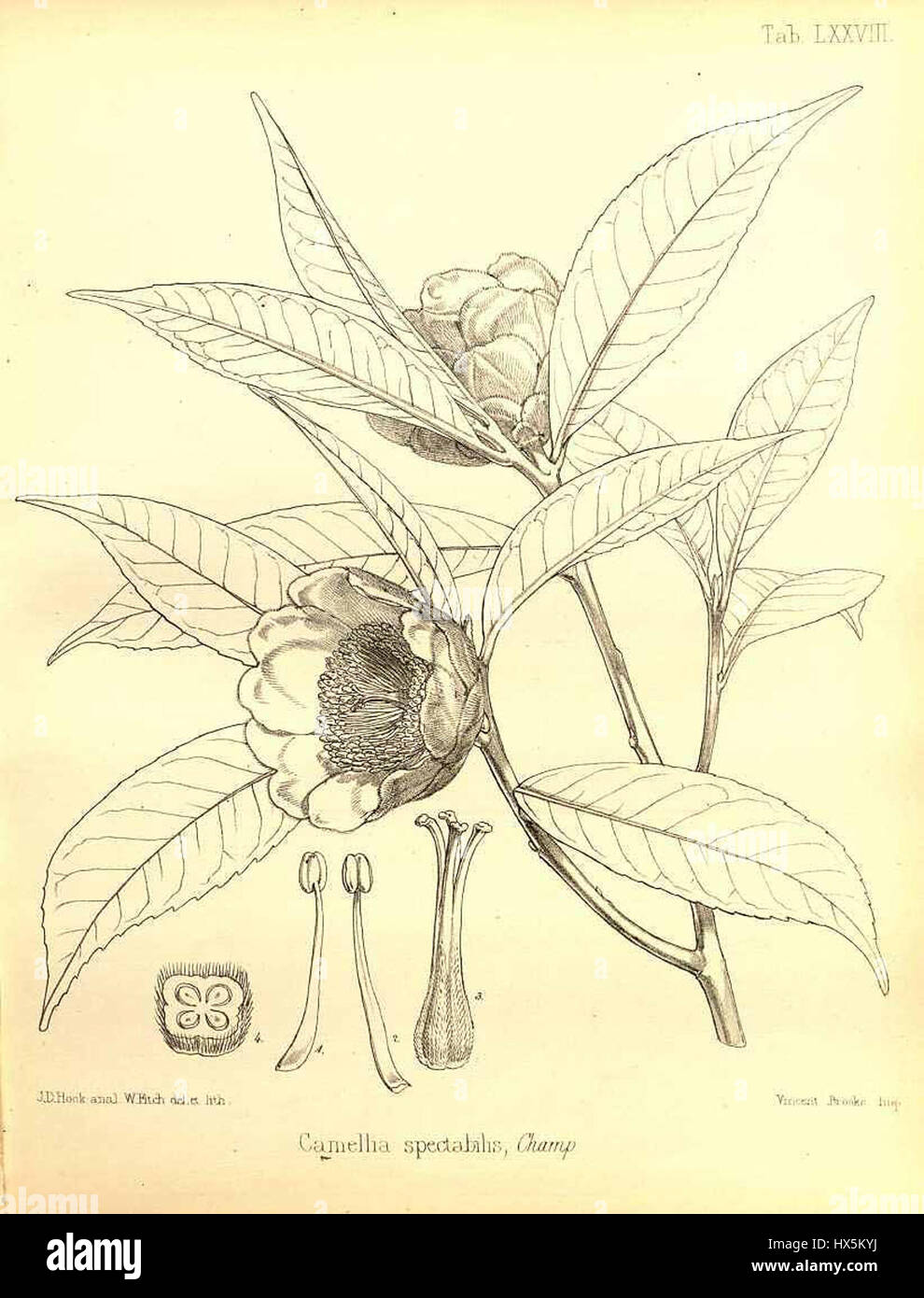 Spectabilis drawing hi-res stock photography and images - Alamy