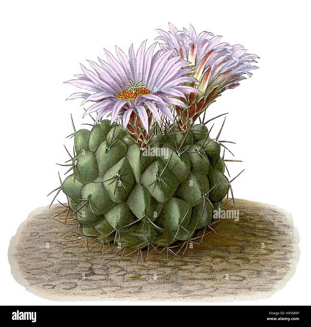 Thelocactus rinconensis is a species of cactus native to Mexico. Known ...