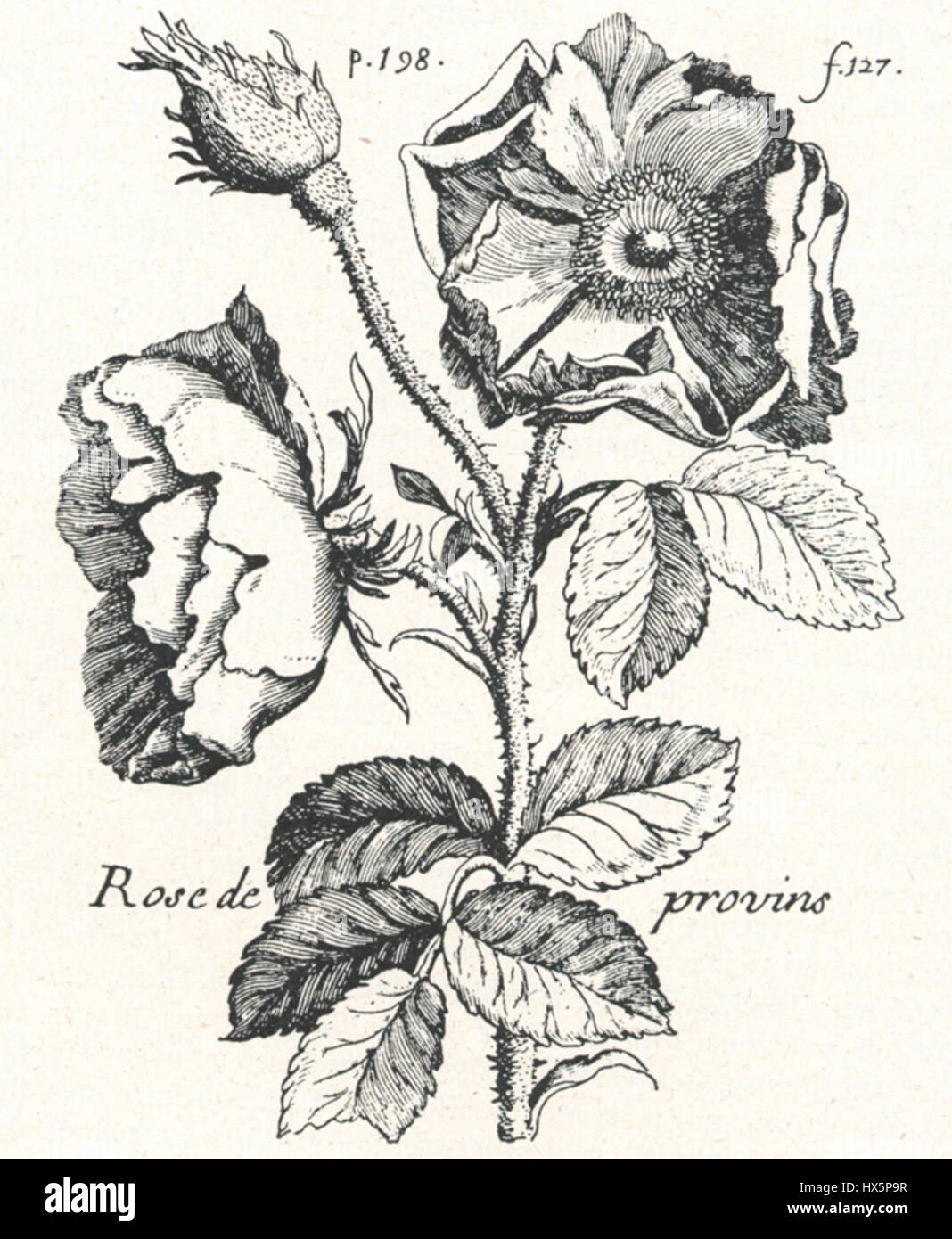 Rose de Provins de Pierre Pomet 1658 1699 Stock Photo - Alamy
