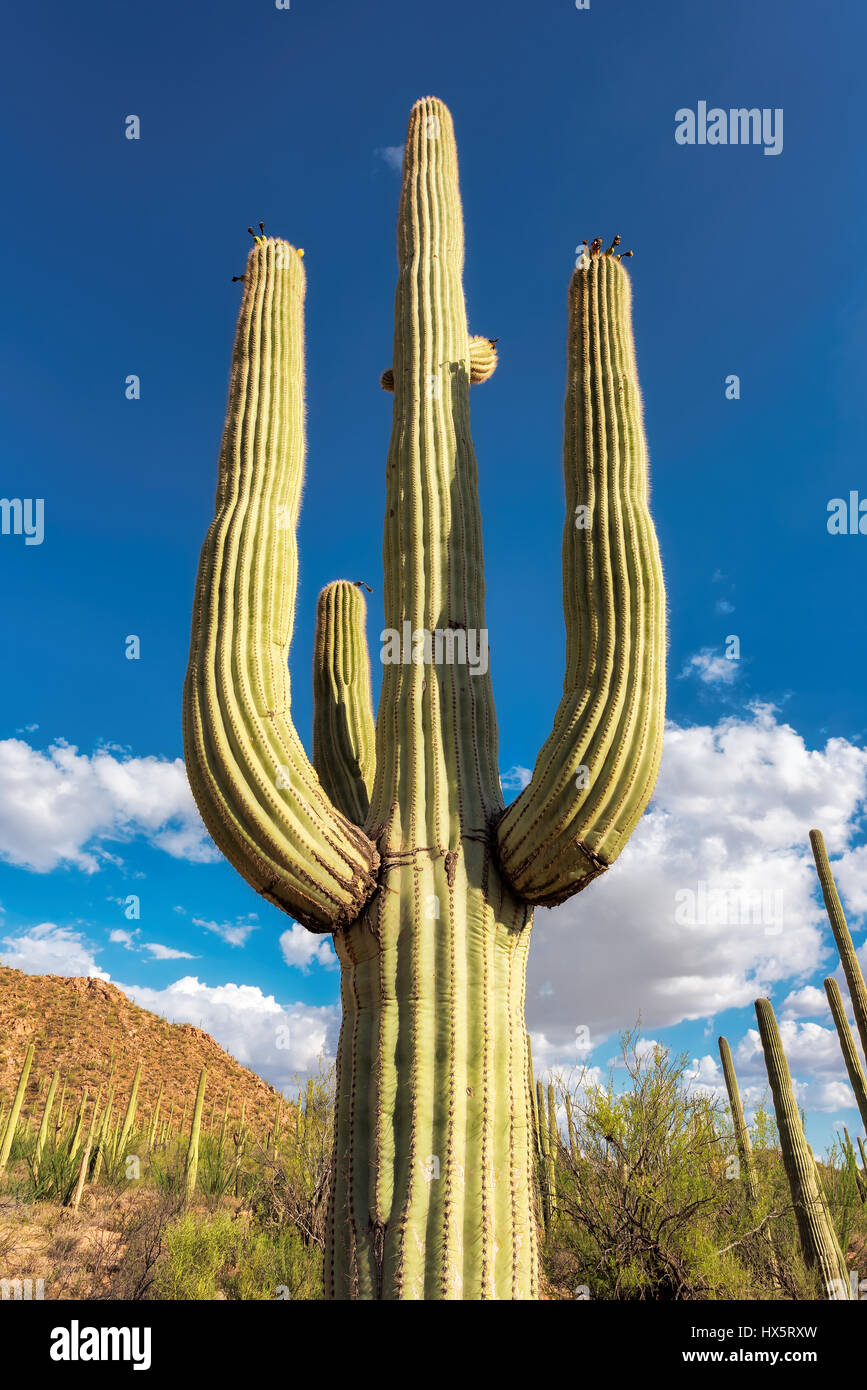 Saguaro cactus at sunset in Saguaro national park, Tucson, Arizona ...
