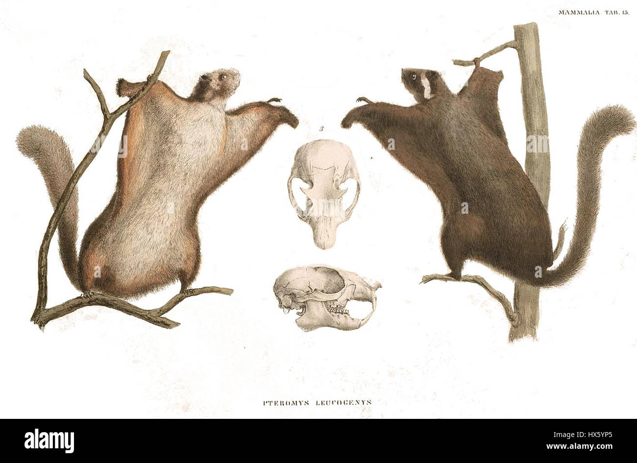 Pteromys hi-res stock photography and images - Alamy