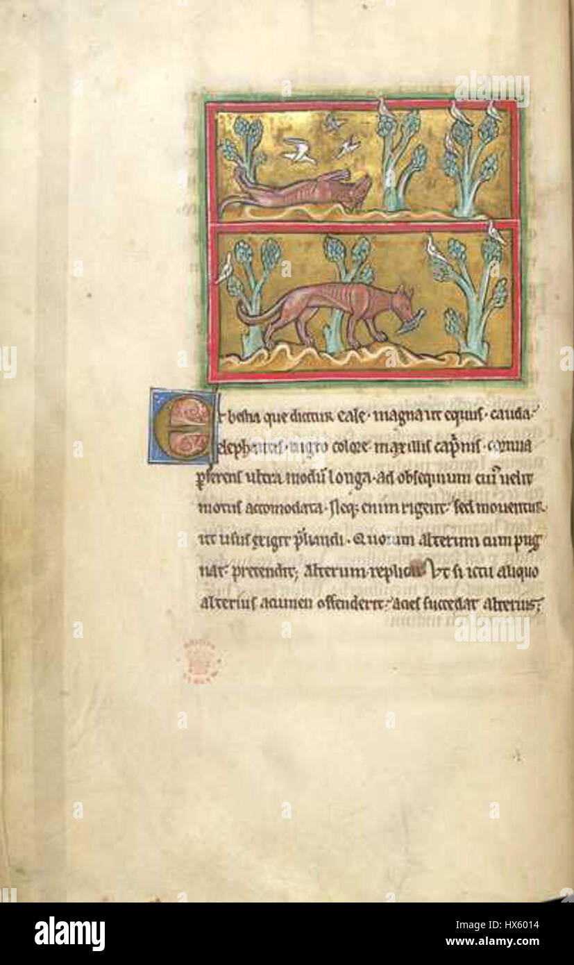 The Rochester Bestiary is a medieval manuscript containing depictions ...