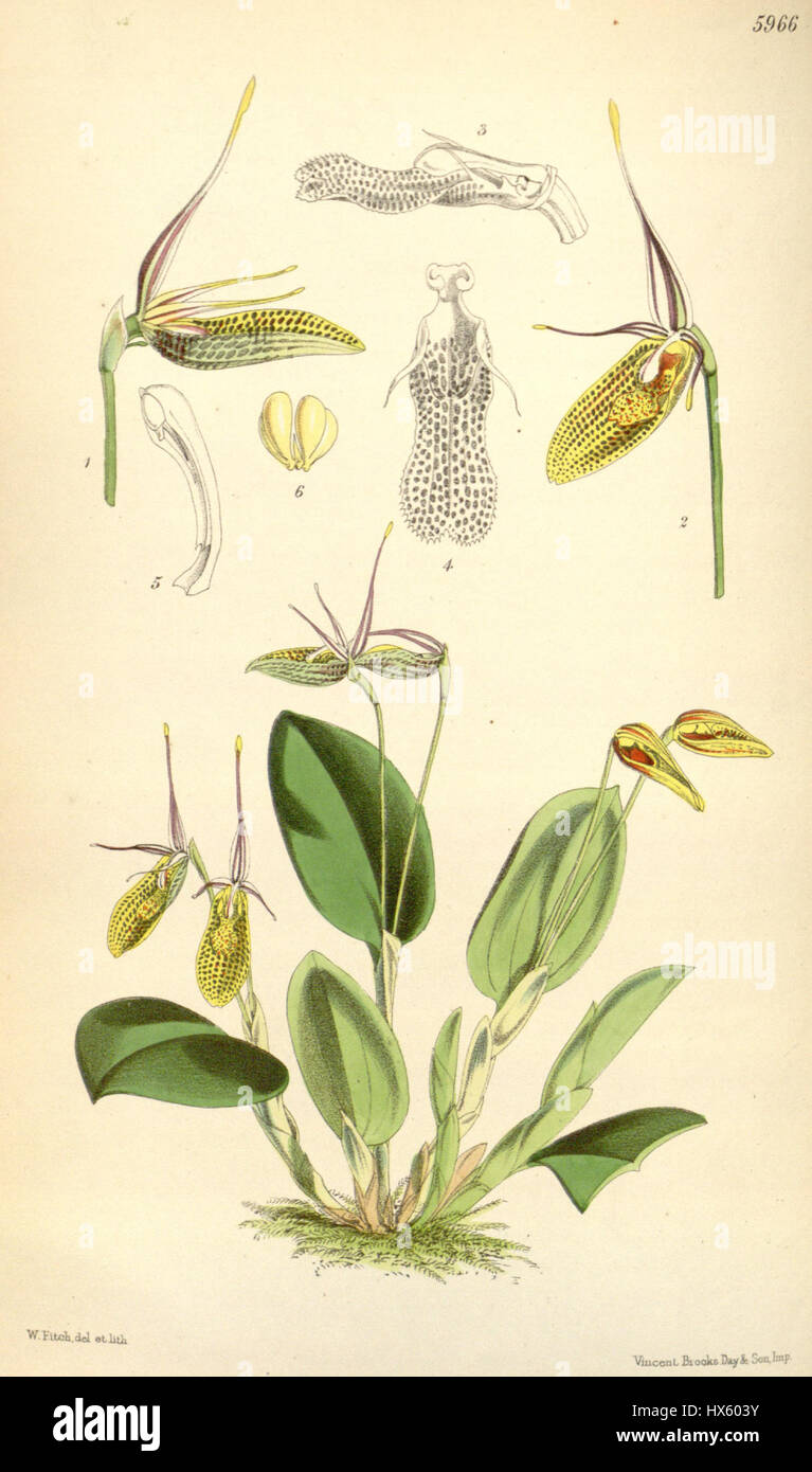 'Restrepia elegans' is a botanical illustration featured in Curtis ...