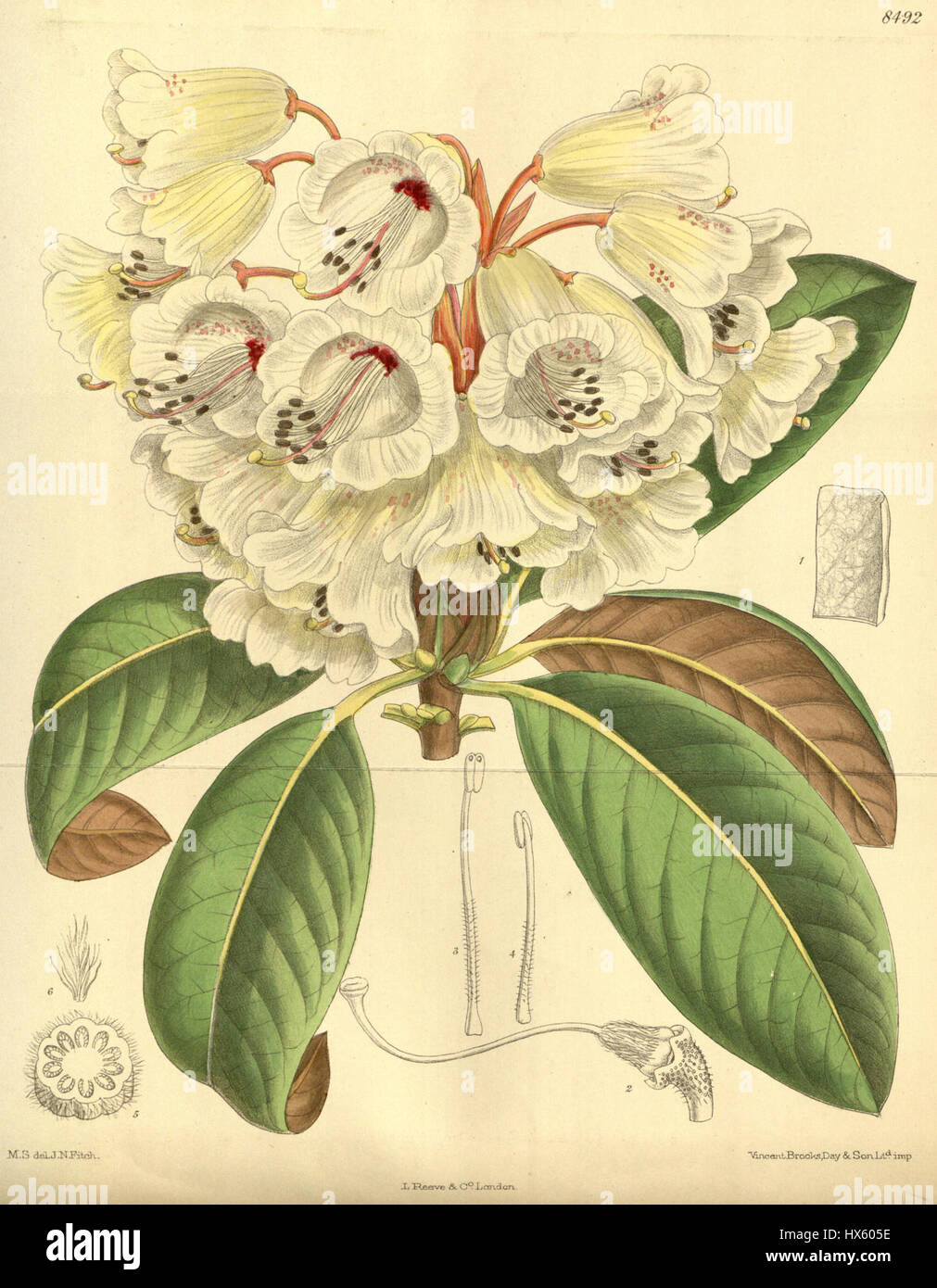 Rhododendron wightii is a species of flowering plant known for its ...