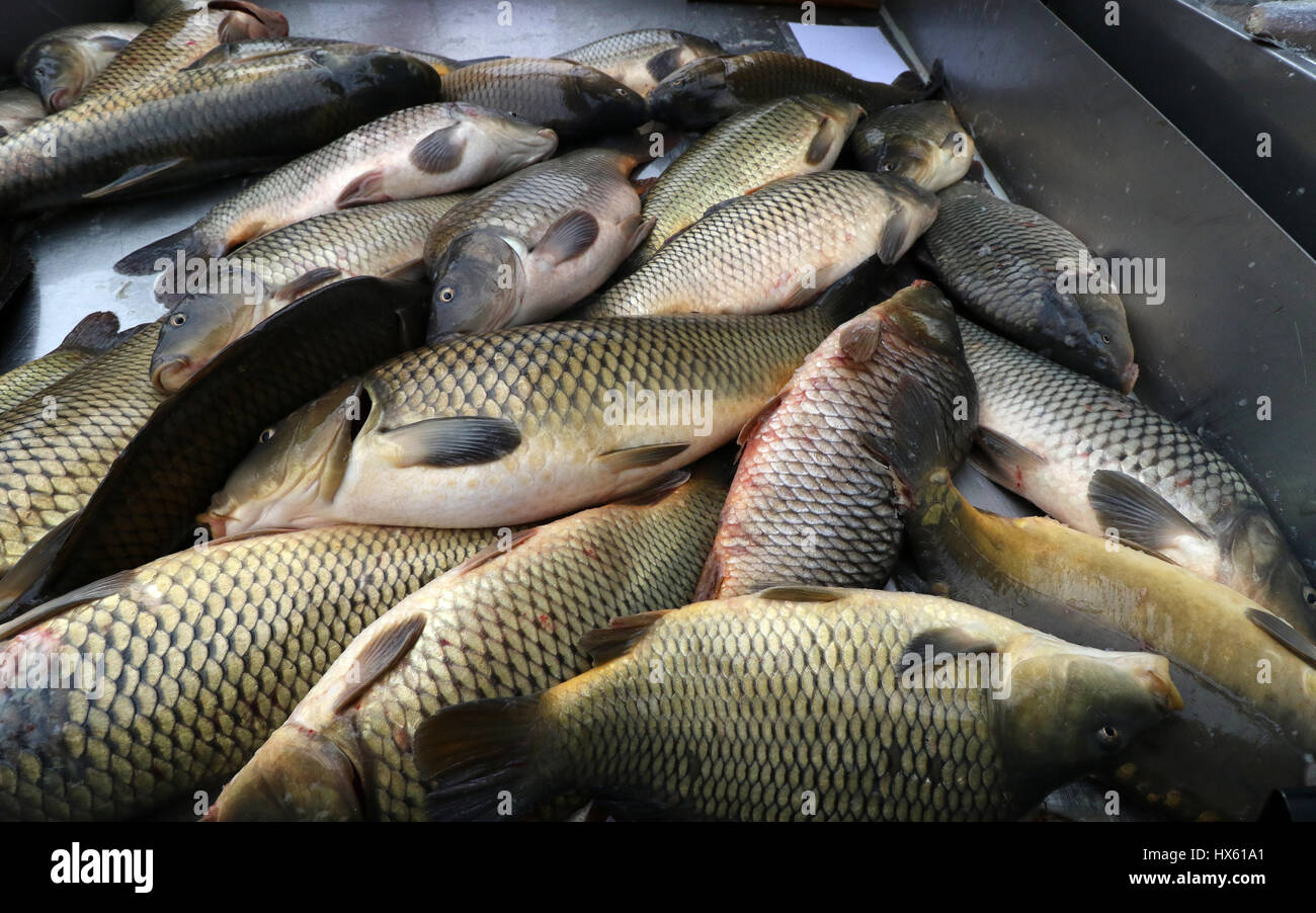 Sea carp hi-res stock photography and images - Alamy