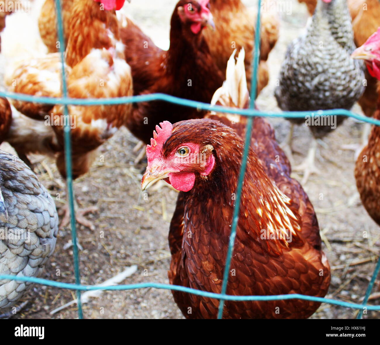 Chickens on a farm in nature. Hens in range farm Stock Photo - Alamy