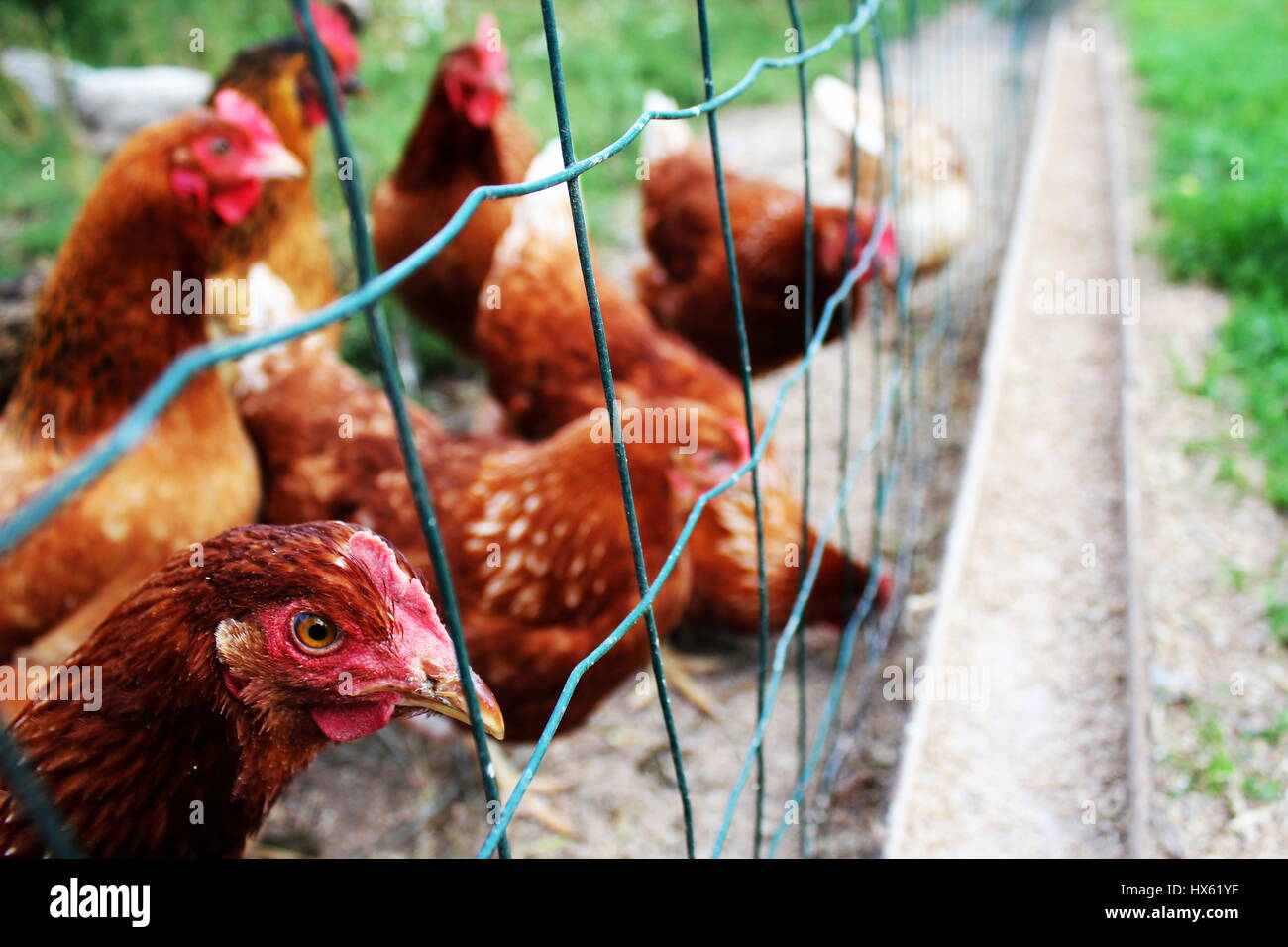 Chickens on a farm in nature. Hens in range farm Stock Photo - Alamy