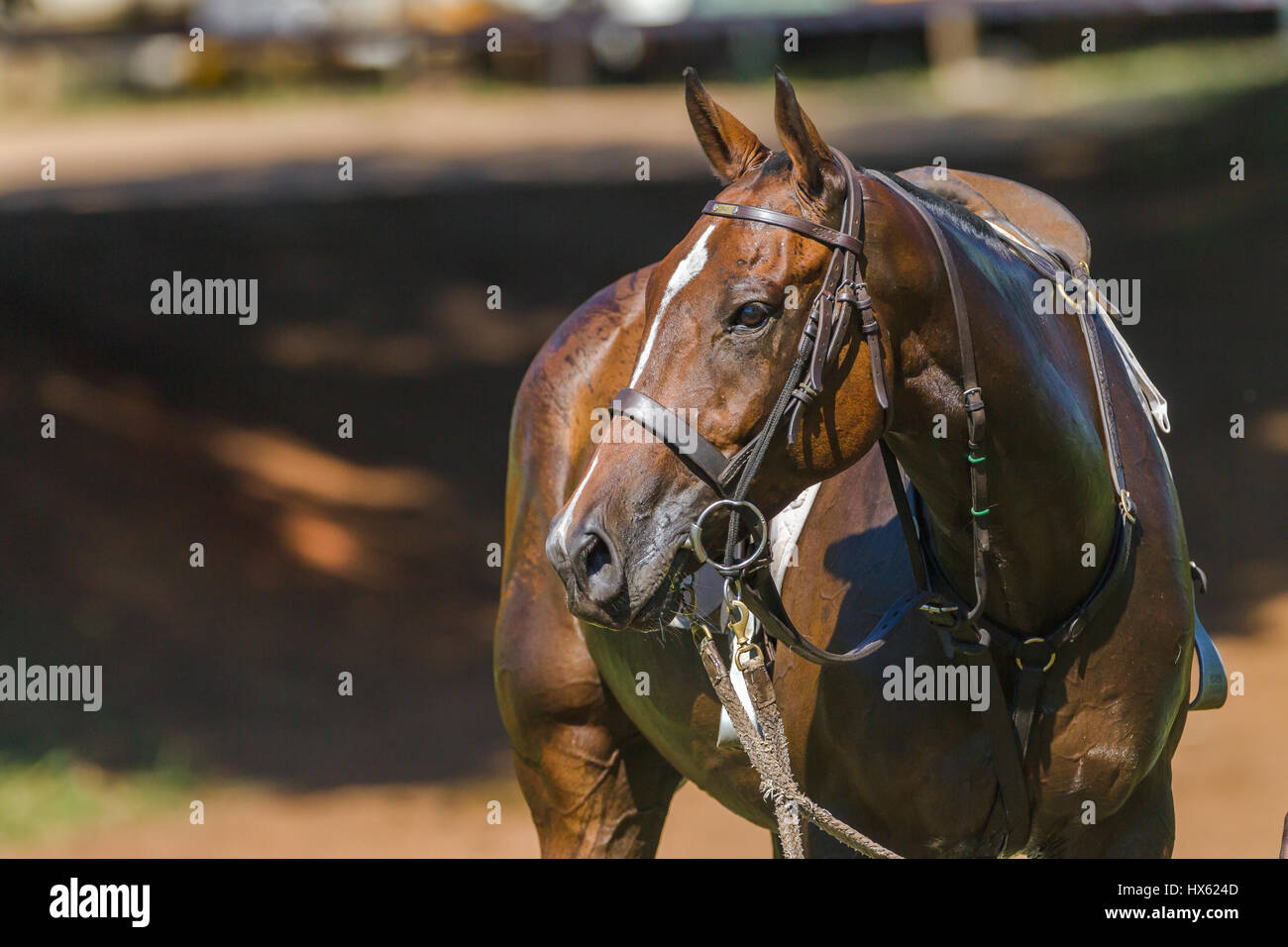 Photo animals hi-res stock photography and images - Alamy