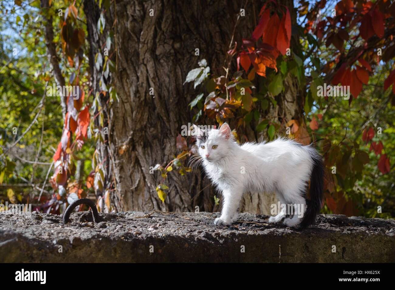Meanwhile In Chernobyl Cat