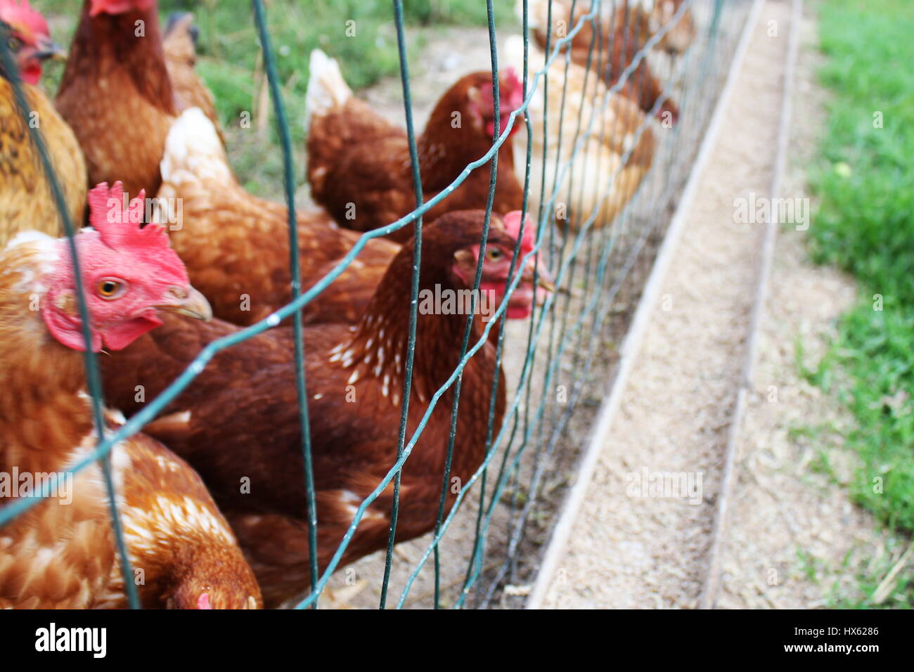 Chickens on a farm in nature. Hens in range farm Stock Photo - Alamy