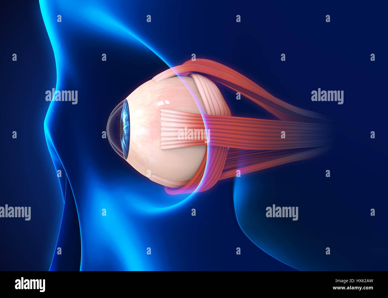 Human eye diagram hi-res stock photography and images - Alamy