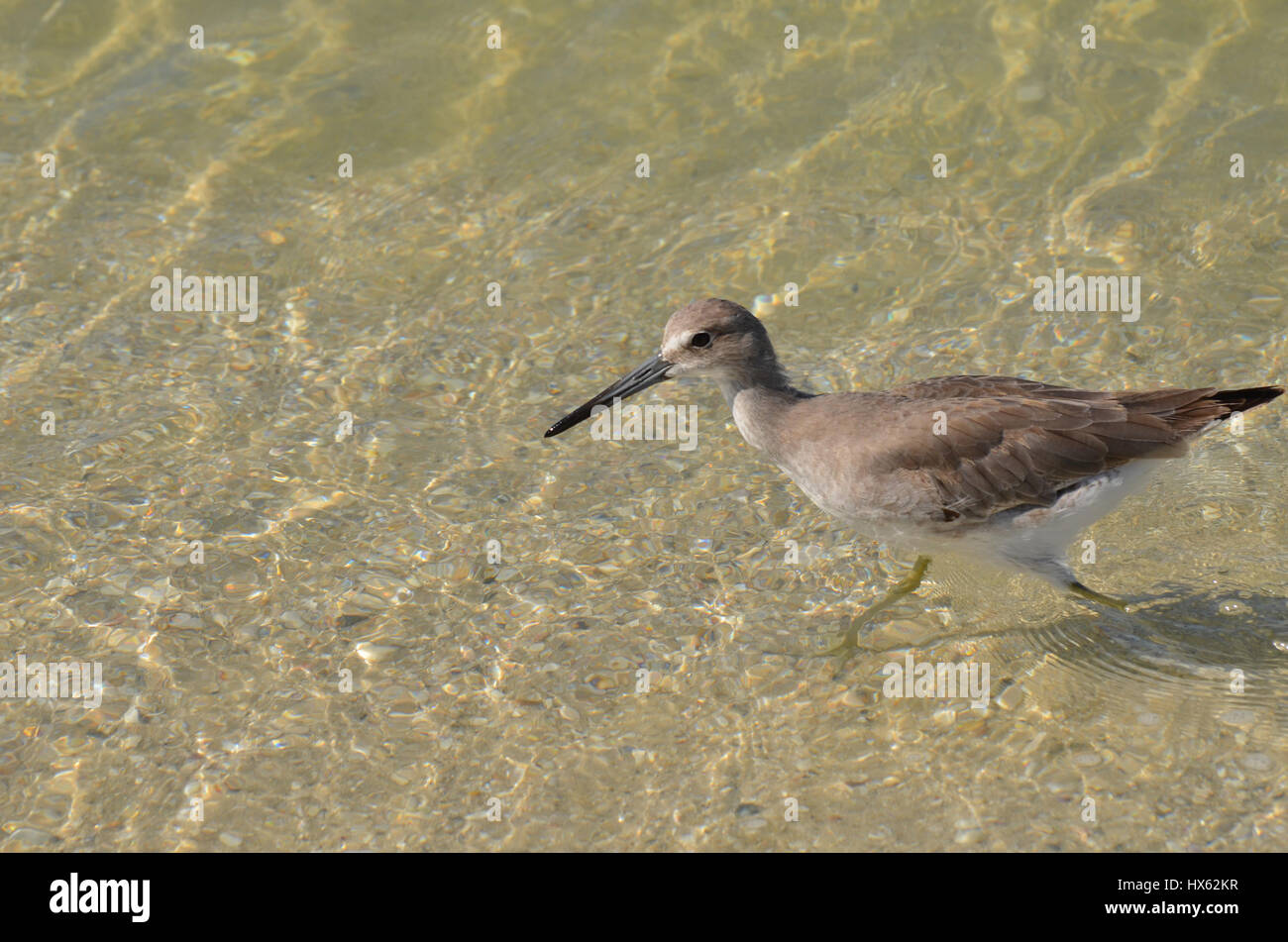 Gorgeous shorebird wading along in shallow shore water Stock Photo - Alamy