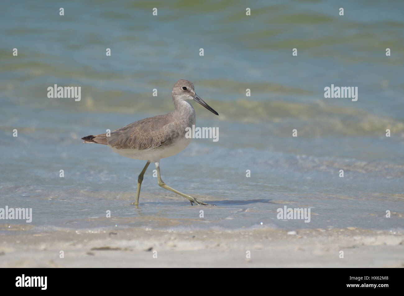 Sandpiper bird walking along a sandy beach in Naples Florida Stock ...