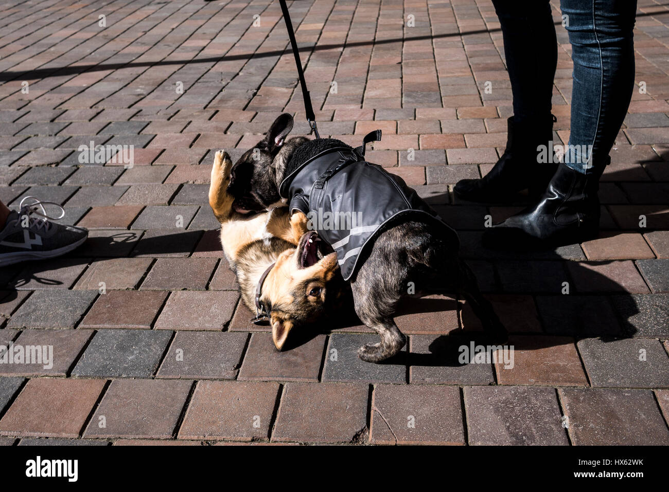 Dog Fight High Resolution Stock Photography and Images - Alamy