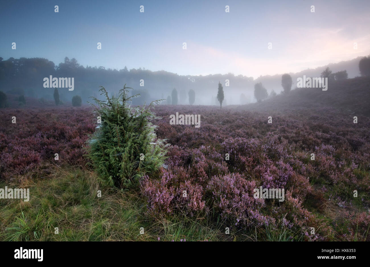 Heather blossom at totengrund hi-res stock photography and images - Alamy