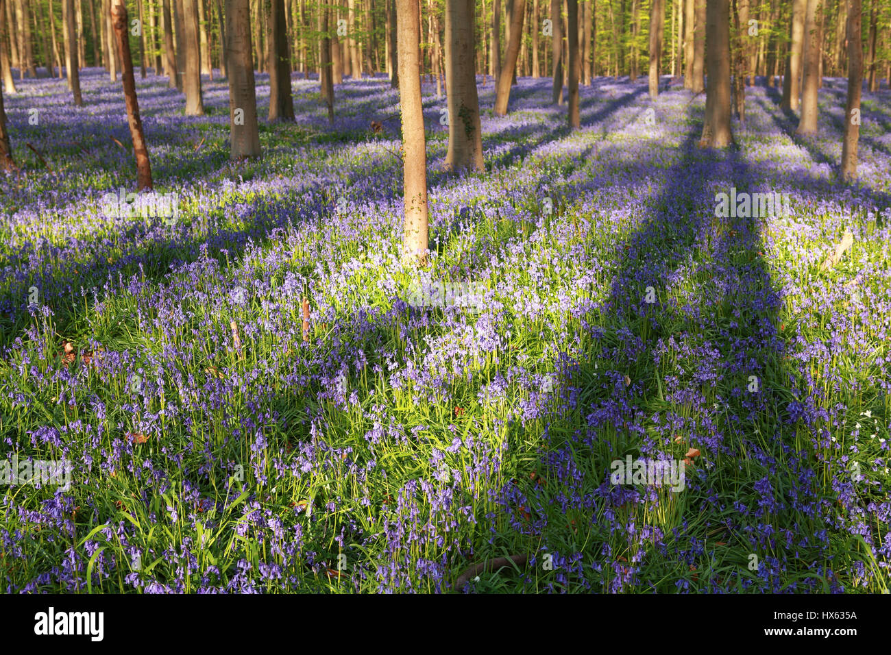 sunny flowering beech forest in spring Stock Photo - Alamy