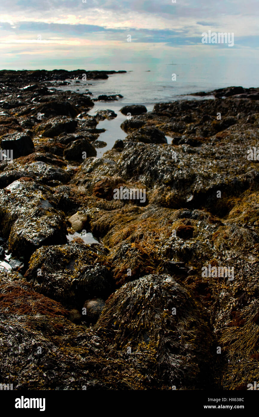 Tidal pool full of seaweed hi-res stock photography and images - Alamy
