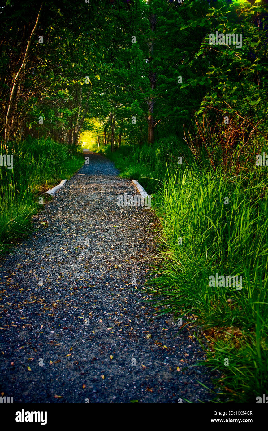 A gravel hiking path with light in distance on a summer morning in ...