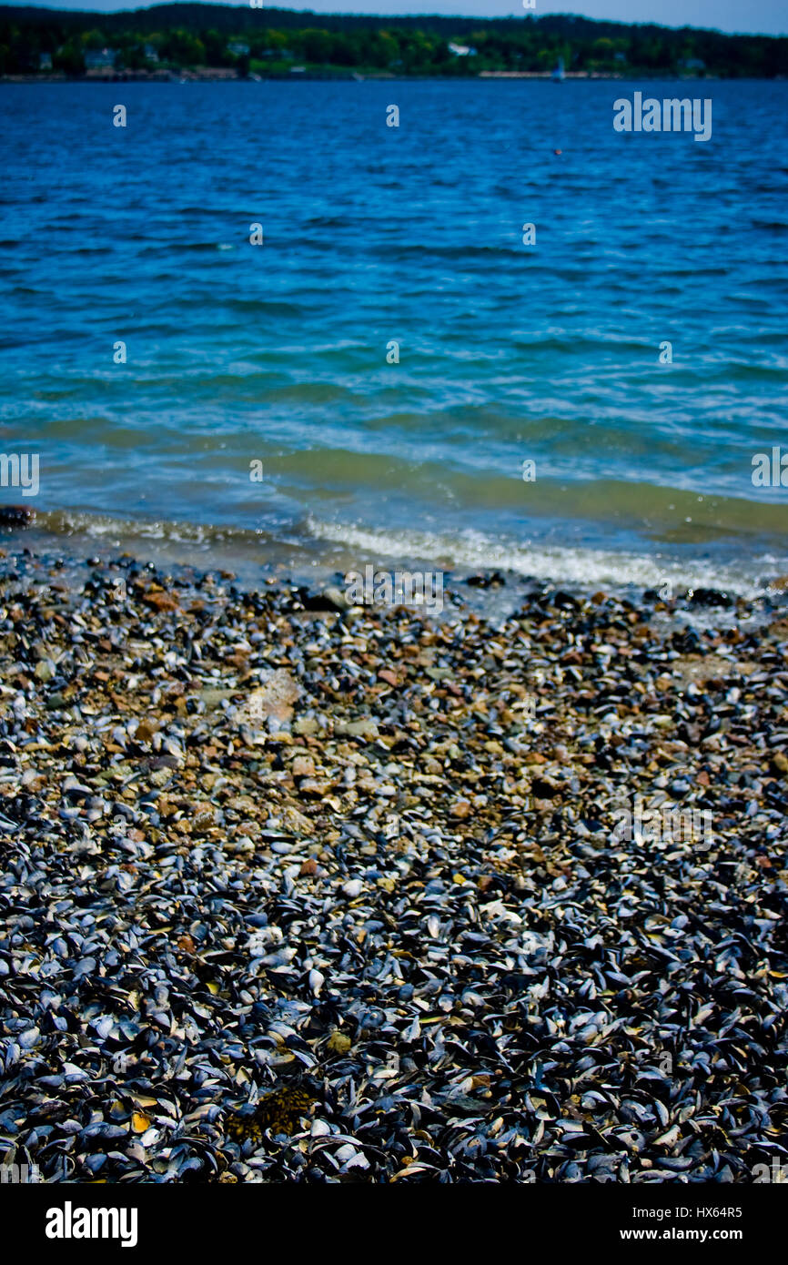 Mussels on Shoreline in Bar Harbor Maine Stock Photo - Alamy